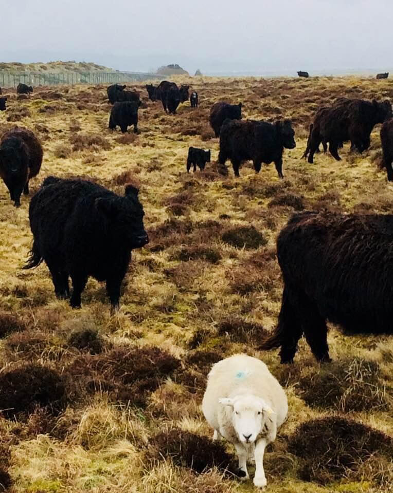 Ireland Family - Newhouse Farm | Galloway Cattle Society