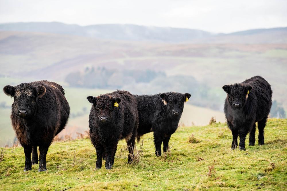 Bowanhill Farm | Galloway Cattle Society