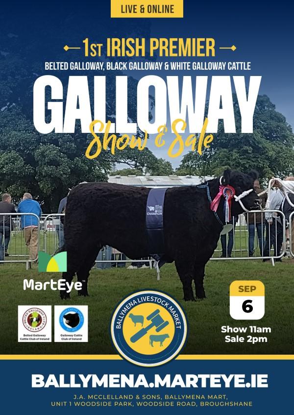 Galloways at Ballymena Mart | Galloway Cattle Society