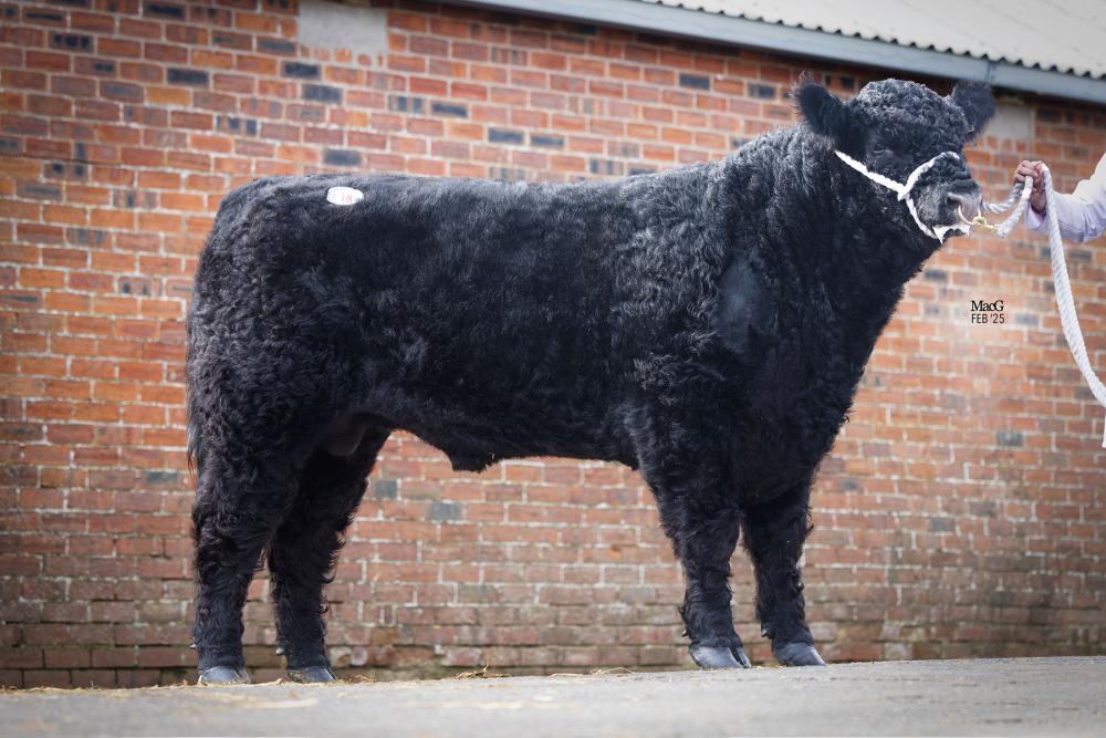 | Galloway Cattle Society