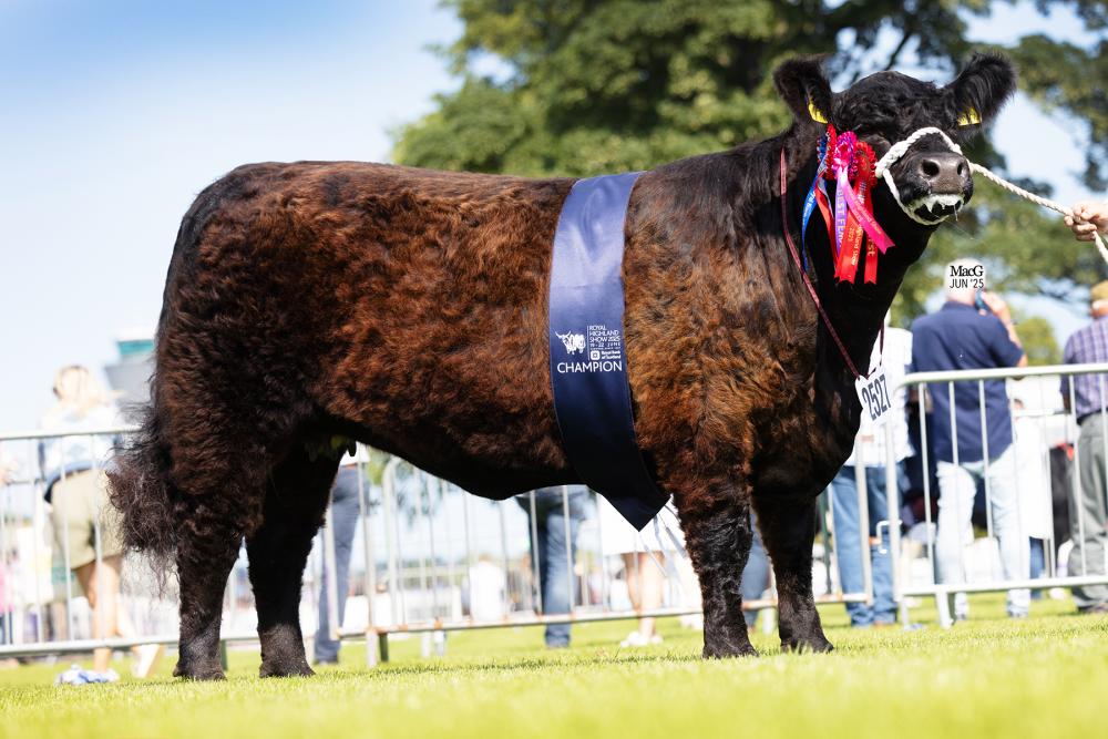 | Galloway Cattle Society