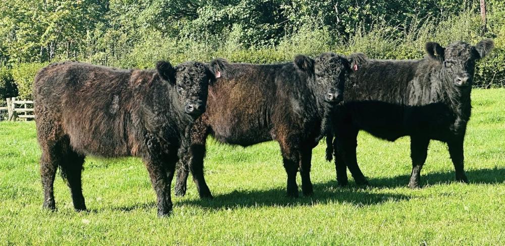 | Galloway Cattle Society