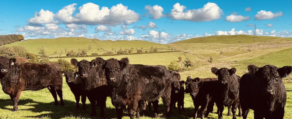 | Galloway Cattle Society