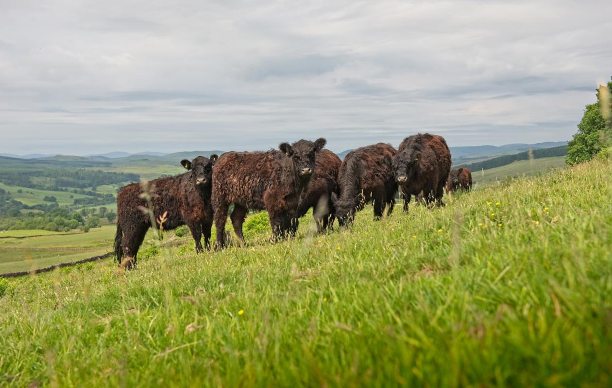 Why Galloways? | Galloway Cattle Society