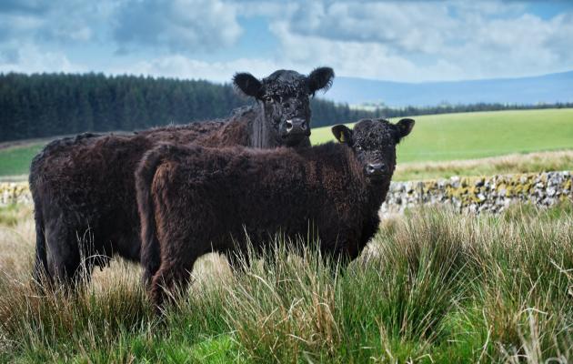 Welcome | Galloway Cattle Society