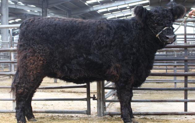 H&H Autumn Show 2024 | Galloway Cattle Society