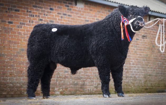 Galloways at Ballymena Mart | Galloway Cattle Society