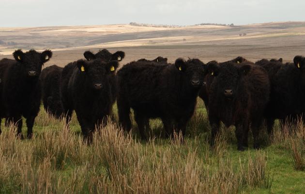 The Exmoor Forest Estate | Galloway Cattle Society