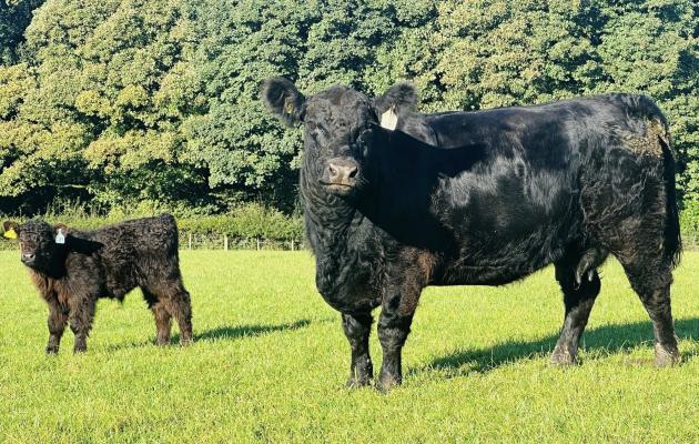 | Galloway Cattle Society