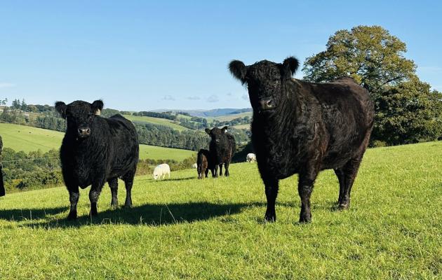 | Galloway Cattle Society