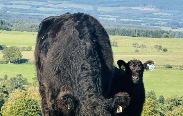 | Galloway Cattle Society