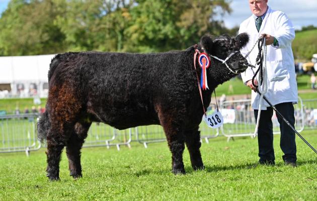 | Galloway Cattle Society