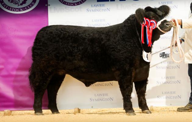 H&H Autumn Show 2024 | Galloway Cattle Society