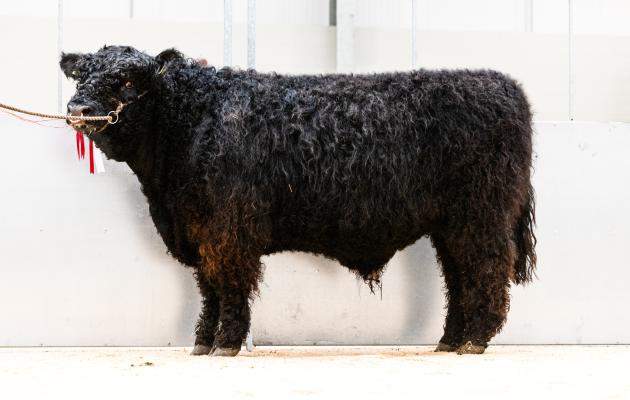 H&H Autumn Show 2024 | Galloway Cattle Society