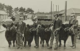 Breed History | Galloway Cattle Society