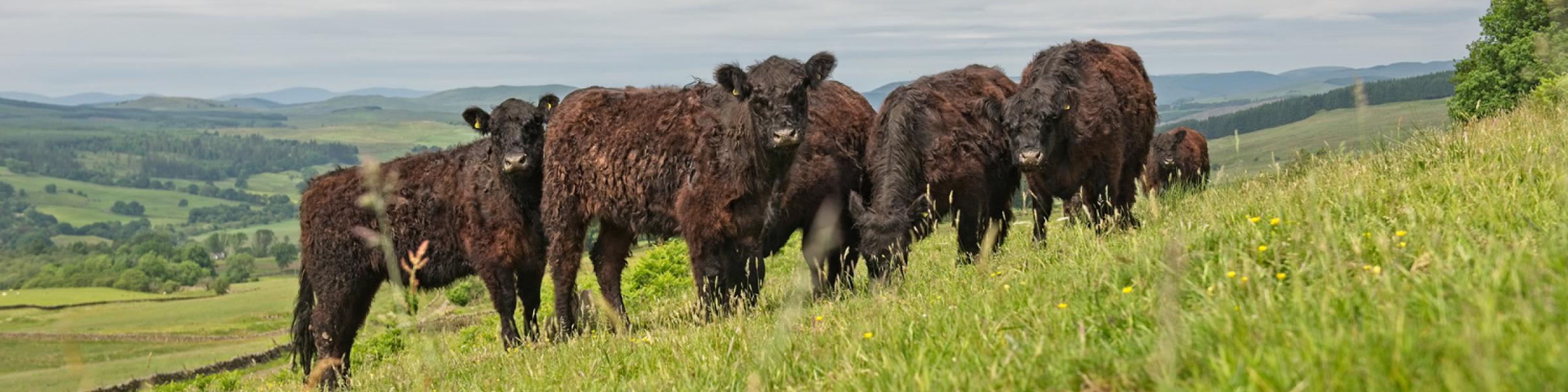 Why Galloways? | Galloway Cattle Society